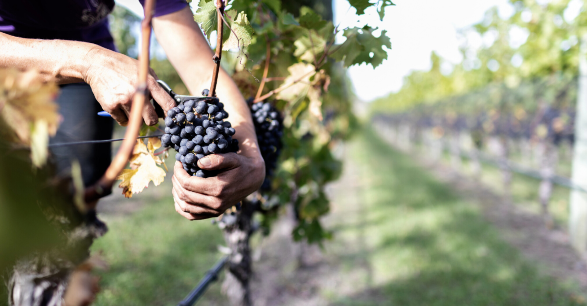 Agronomy Services - Solutions and Services | Watermetrics